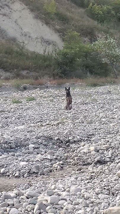 ძაღლის გაწვრთნა📲555106050 Youtube