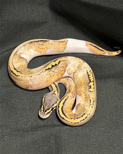 Firefly Pied Ball Python By Odin Reptiles Morphmarket