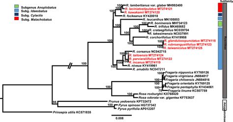 The Maximum Likelihood Ml Tree Using Iq Tree V 1 4 2 Download Scientific Diagram