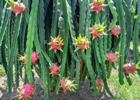 Pitaya Cultivo Guía Práctica
