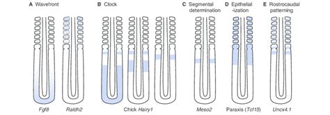 Categories Of Gene Expression Patterns That Are Associated With