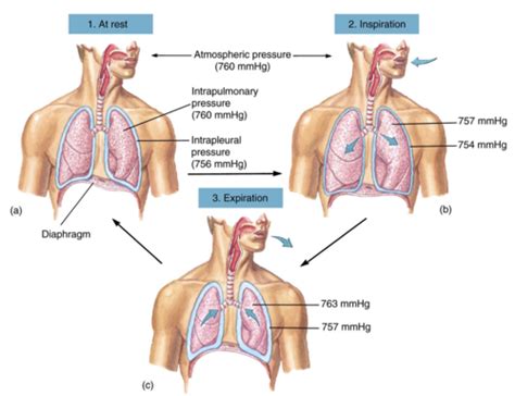 Exam 3 Human Physiology Flashcards Quizlet