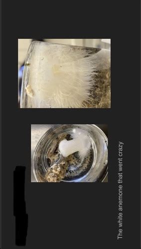Phylum Cnidaria Exam 2 Flashcards Quizlet