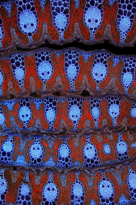 Tip Of Pampas Grass 2022 Photomicrography Competition Nikons Small