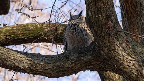 Flaco The Owl Becomes New Yorks Newest Tourist Attraction As He