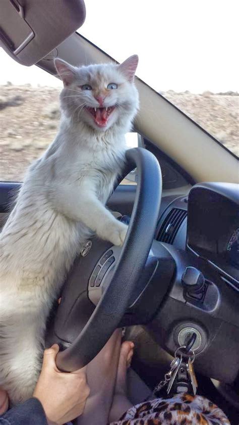 "Мой кот давно не катался на машине" - Котоблог