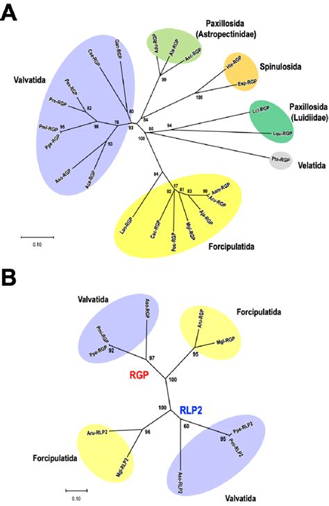 The Molecular Phylogeny Of Asteroid Species Based On The Rgp And Rlp2 Download Scientific