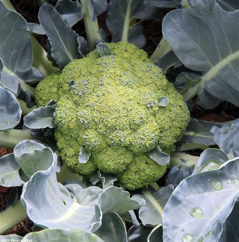 The Old Guys Garden Blog May 2019