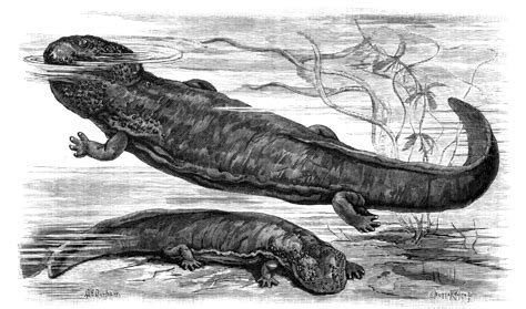The Cambridge Natural History