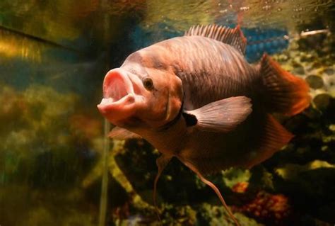 Blobfish Stock Photos Images And Backgrounds For Free Download