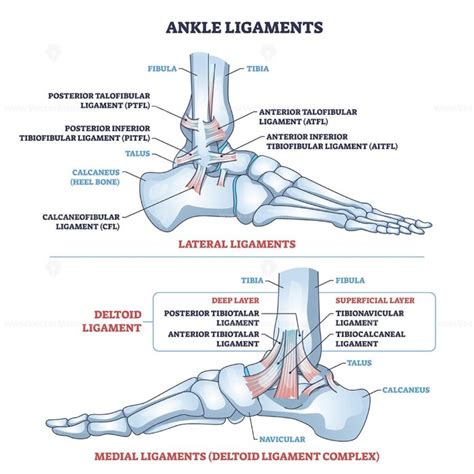 Ankle Ligaments Brief Diagram Illustrates Lateral And Medial Support