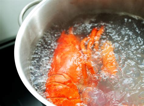 Why are lobsters cooked alive and do they feel pain?