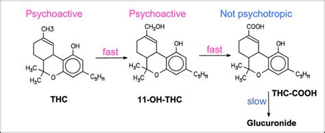 Cannabis And Thc Understanding The Effects And Liability Js Held Jdsupra