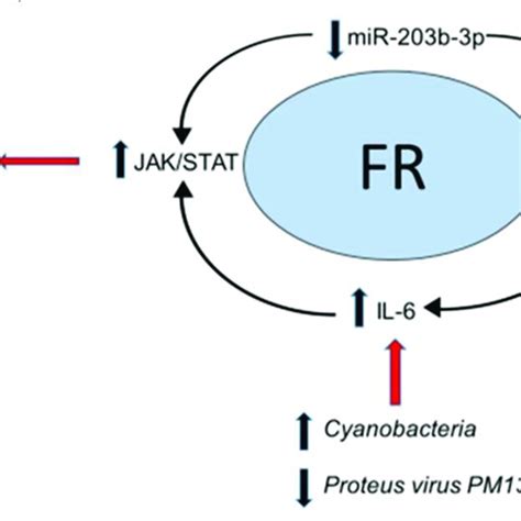 Conceptual Framework Model Of Host Microbial Interactions In Food Download Scientific Diagram