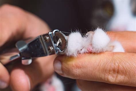 Cat Claws Anatomy Function And Disorders Cat World