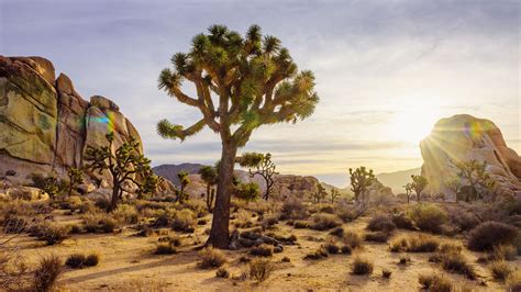 Where To Eat In Joshua Tree