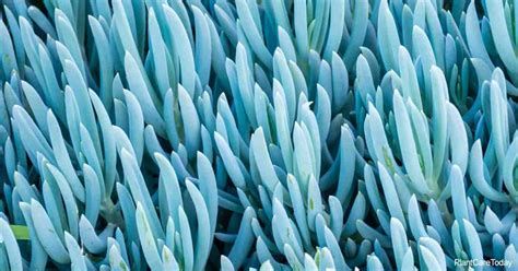 Senecio Mandraliscae Info How To Grow And Care For Blue Chalk Sticks