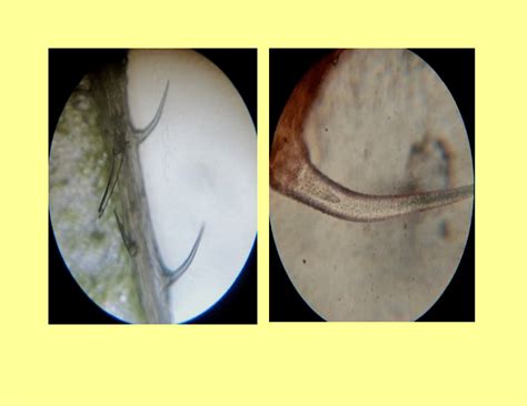 Pdf Plant Microscopy