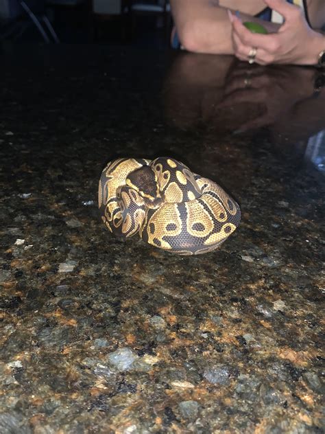 my first ball python r ballpython