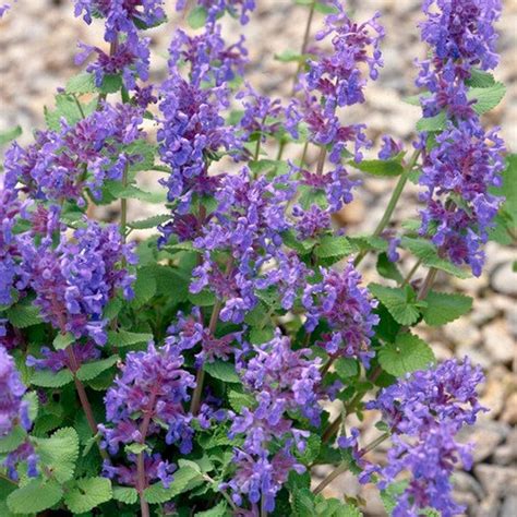 Lemon Catnip Herb Seeds Nepeta Cataria 200seeds Etsy