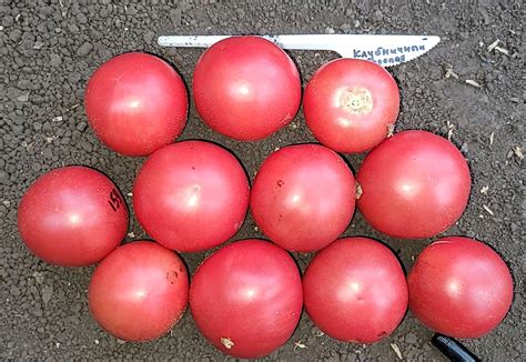 Томат Клубничный водопад семена Садоводство с Еленой