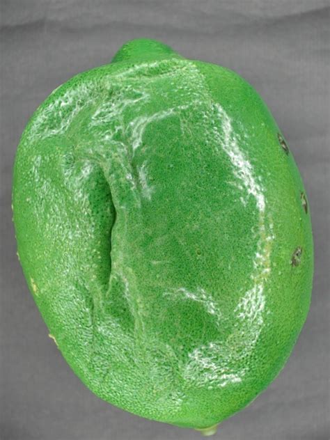 Fruit Classification Object Detection Dataset And Pre Trained Model By