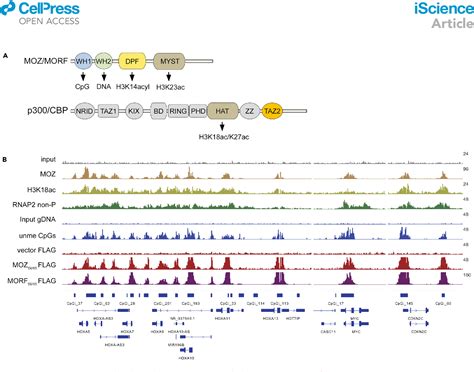 Figure 1 From The Winged Helix Domain Of Morf Binds Cpg Islands And The Taz2 Domain Of P300