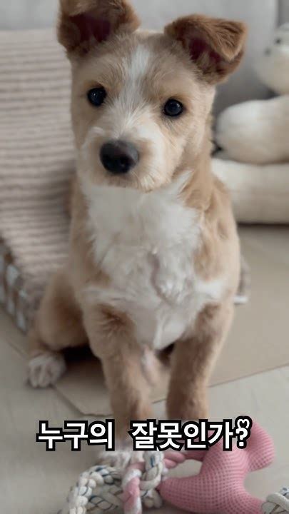 해리포터 같네 럭키비키쟈나~ 개리포터 내이름은조이 조이팔자상팔자 믹스견 강아지 그래도 엄마가미안 Youtube