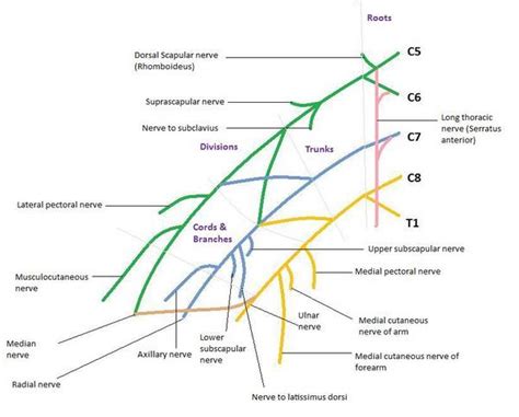 Simple Info About How To Draw A Brachial Plexus Crowddrawing