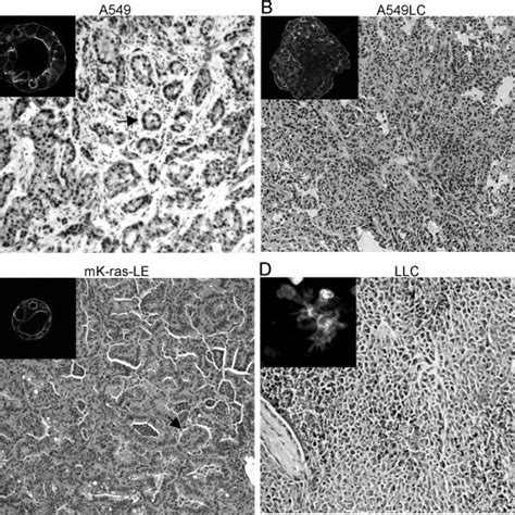 Combination Index Ci Analysis Fraction Affected Fa Versus Ci Plots Download Scientific