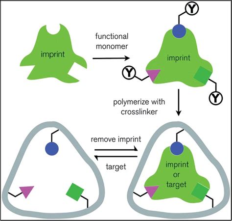 Schematic Representation Of Molecular Imprinting Technique Reprinted Download Scientific