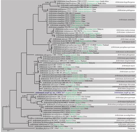 Bayesian Inference Tree Based On Its Sequences Representing Arthrinium Download Scientific