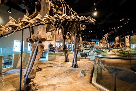 View Of A Fossil Of An Apatosaurus At The Evolving Planet Evolution Exhibition At The Field