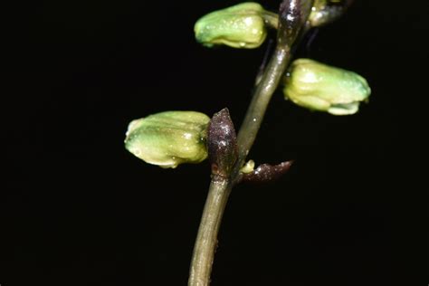 Gastrodia Flavilabella Picturethis