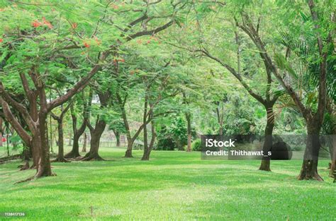 녹색 잔디와 햇빛에 공원에서 나무 신선한 녹색 자연 배경 휴식 지역 좋은 호흡에 대 한 도시의 아웃 도어에 건강 한 녹색 환경 정원 오존 산소 저장 세계 0명에 대한 스톡