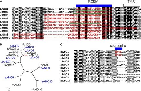 the rcbm sequence segment c and the homologous regions in the ano