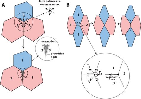 vertex based modeling of rearranging cells for details of the model