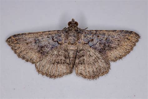 Adult Geometer Moth Stock Image Image Of Geometridae 233497887