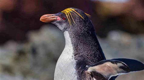 Macaroni Royal Penguin ‘absolute Humongous Milestone Seaworld