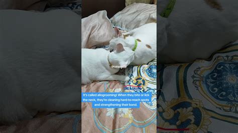 Cat Behavior Explained Cattrivia Catspurrific Catscatsytube