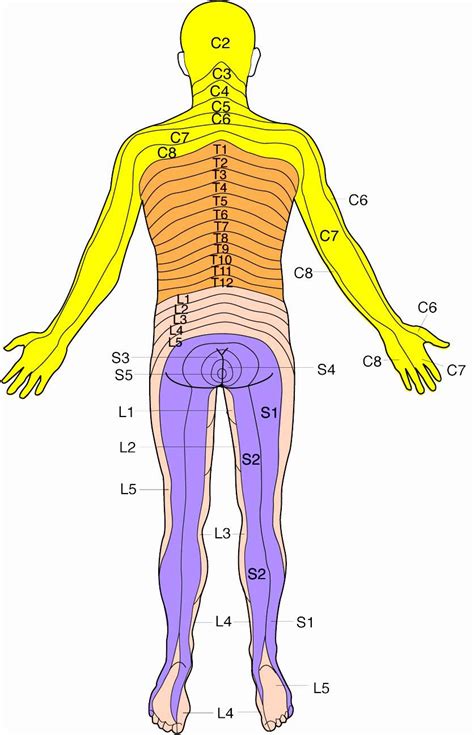 Nerve Dermatome Map