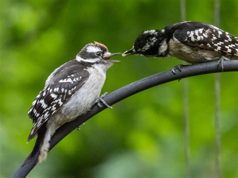 Downy Woodpecker Female