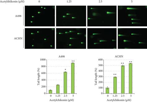 Detection Of Dna Fragmentations In Apoptotic Cells After 24 H Treatment