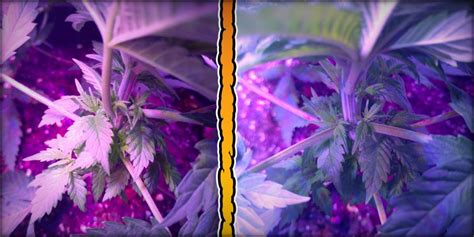 The Most Common Cannabis Mutations Weedstockers