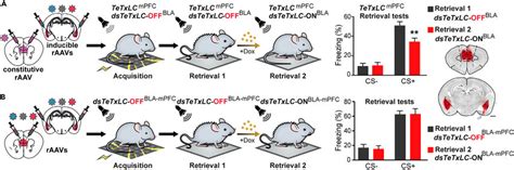 Fear Memory Is Distributed Between The Medial Prefrontal Cortex And The Download Scientific