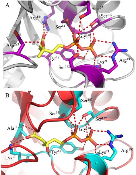 Figure 2 From Structural Basis For Nucleotide Binding And Reaction Catalysis In Mevalonate