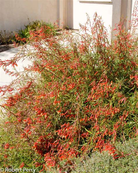 Mexican Bush Lobelia Waterwise Garden Planner
