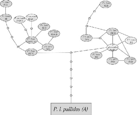 —statistical parsimony tcs network of control region haplotypes each