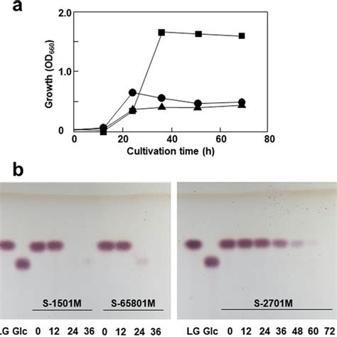 Fungal Fermentation At Separate Hydrolysis And Fermentation Solid