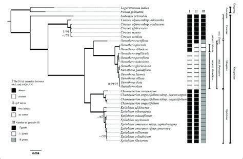 bayesian consensus tree of onagraceae species inferred from complete